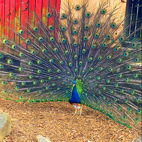 Fun for Kids in Connecticut | CTvisit