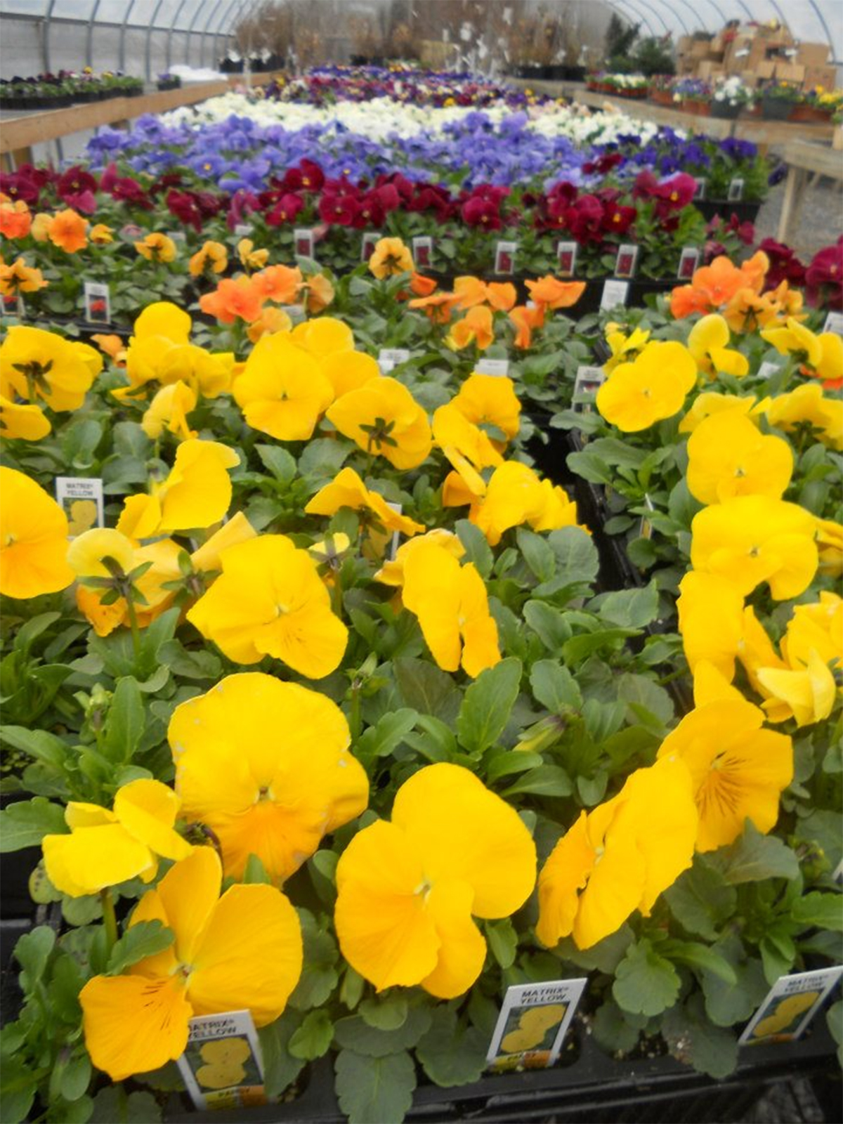 Connecticut's Spring Blossom Finder | CTvisit