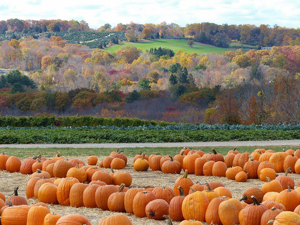 Halloween Fun for 2025 | CTvisit