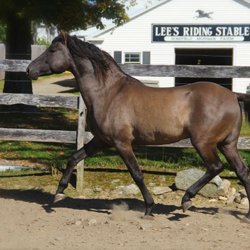 Watch or Play: Good Sports in Connecticut | CTvisit