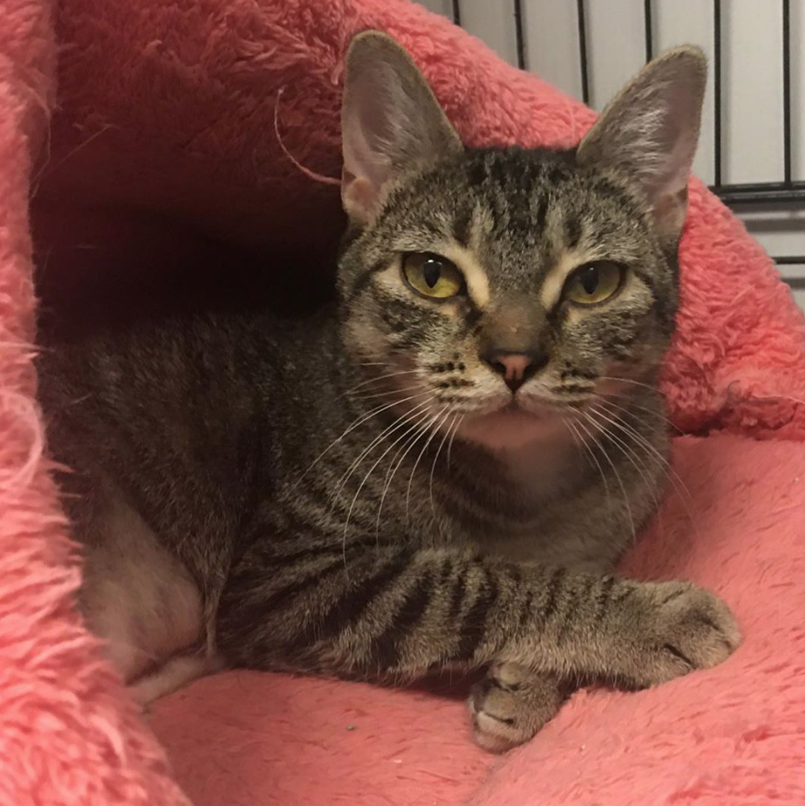 Cat Lovers' Connecticut | CTvisit