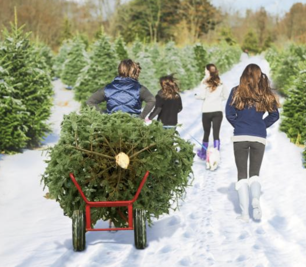 Things to Do in Connecticut this Holiday Season | CTvisit