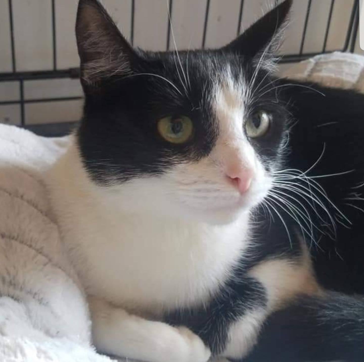 Cat Lovers' Connecticut | CTvisit