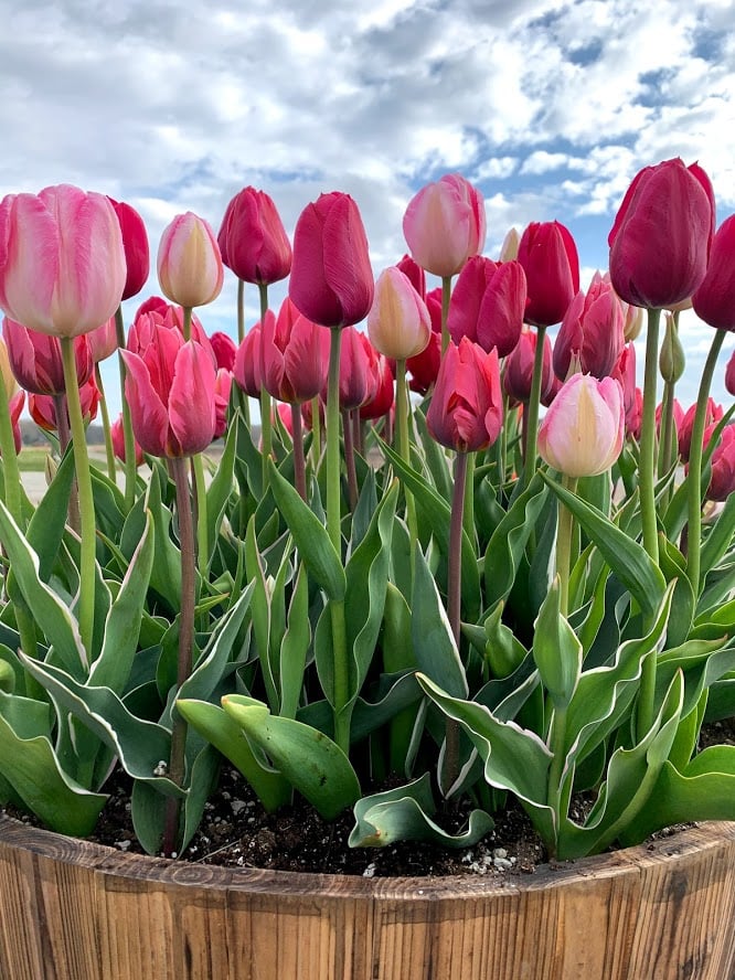 Connecticut's Spring Blossom Finder | CTvisit