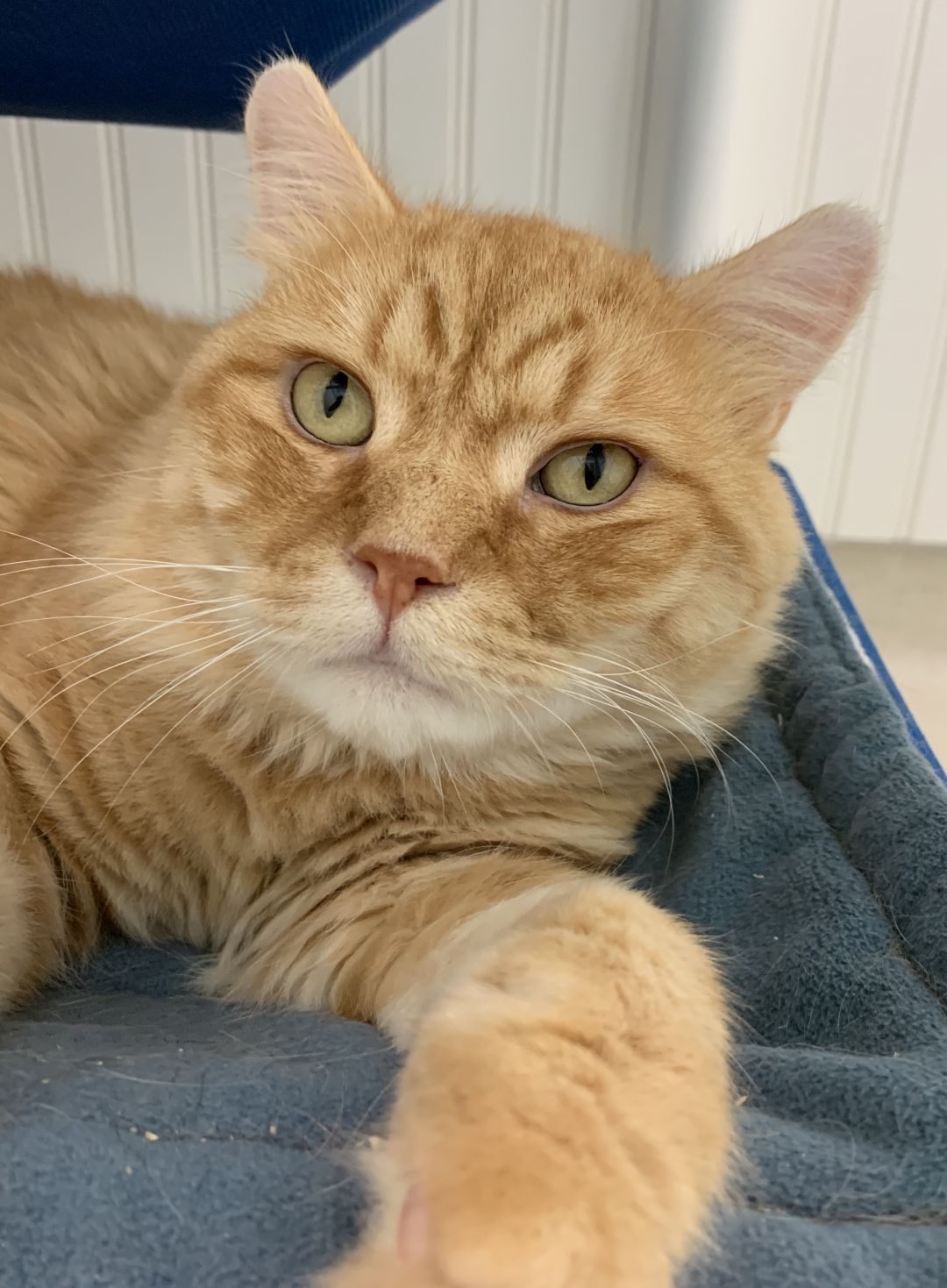 Cat Lovers' Connecticut | CTvisit
