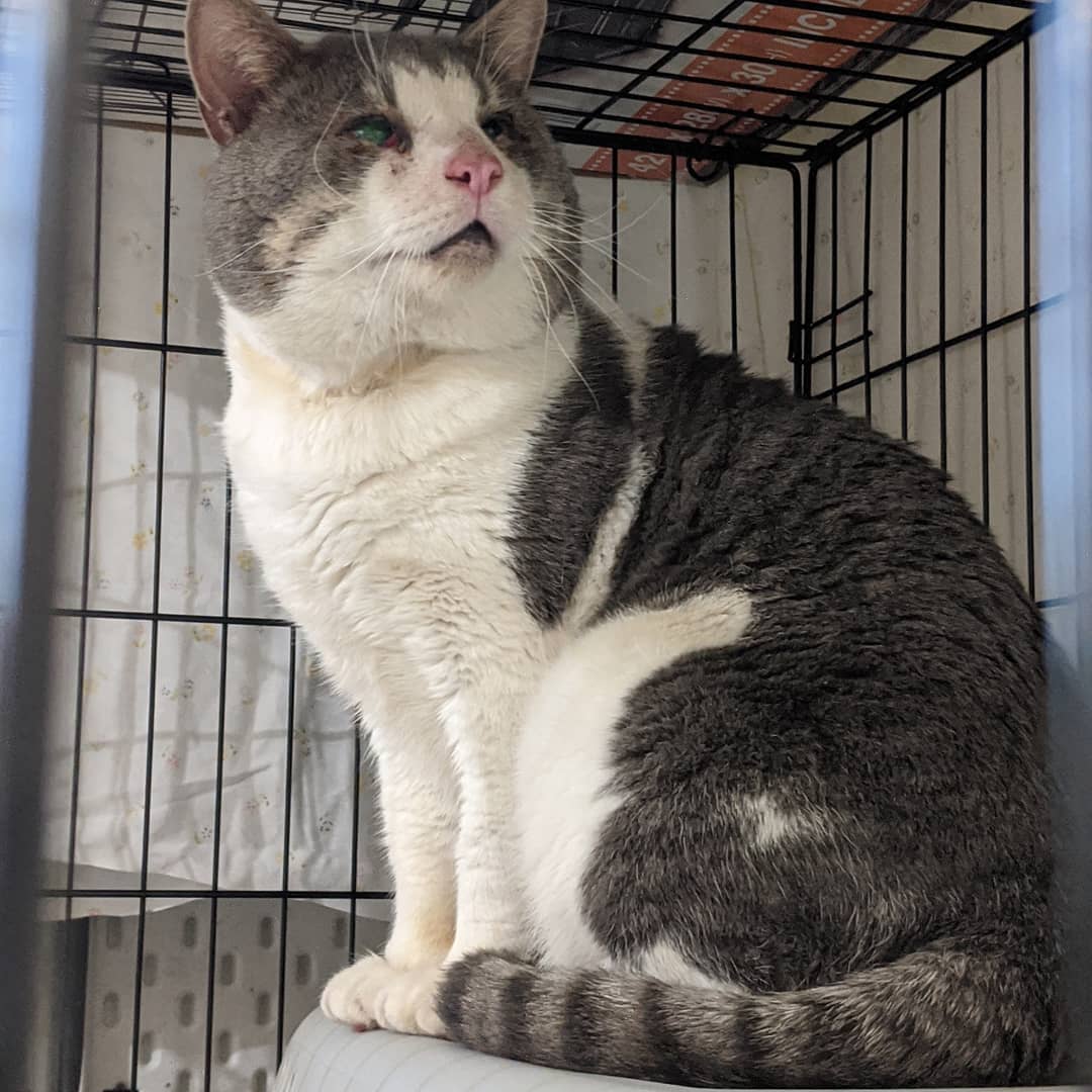 Cat Lovers' Connecticut | CTvisit