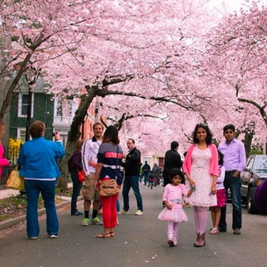 Connecticut's Spring Blossom Finder | CTvisit