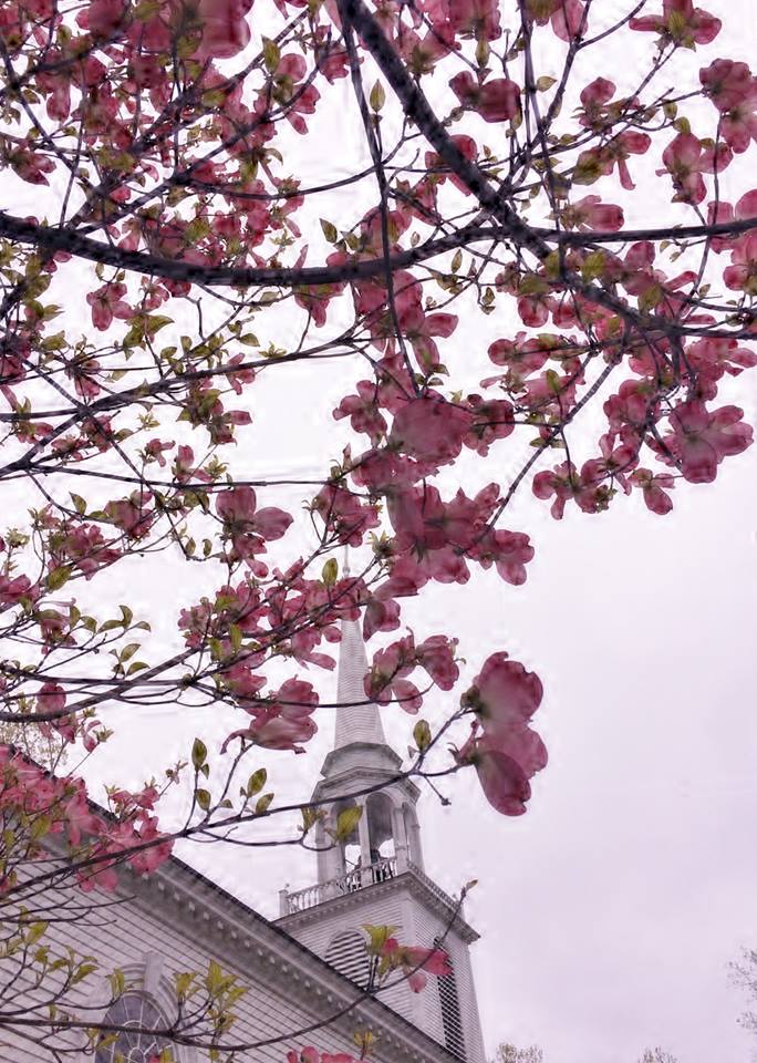 Connecticut's Spring Blossom Finder | CTvisit