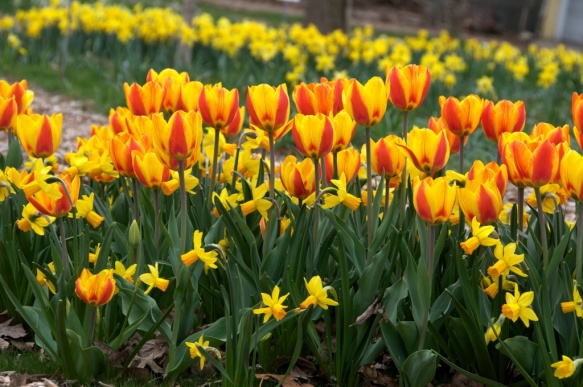 Connecticut's Spring Blossom Finder | CTvisit