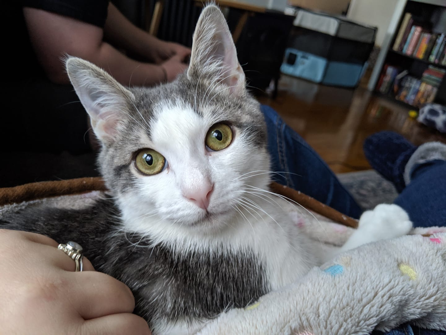 Cat Lovers' Connecticut | CTvisit