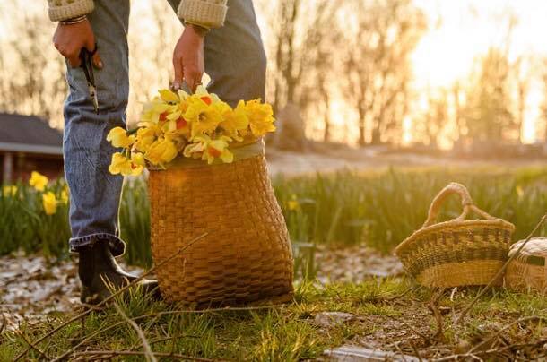 Connecticut's Spring Blossom Finder | CTvisit