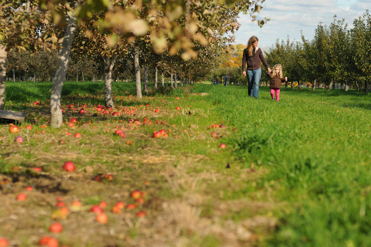 Sharpe Hill Vineyard | CTvisit