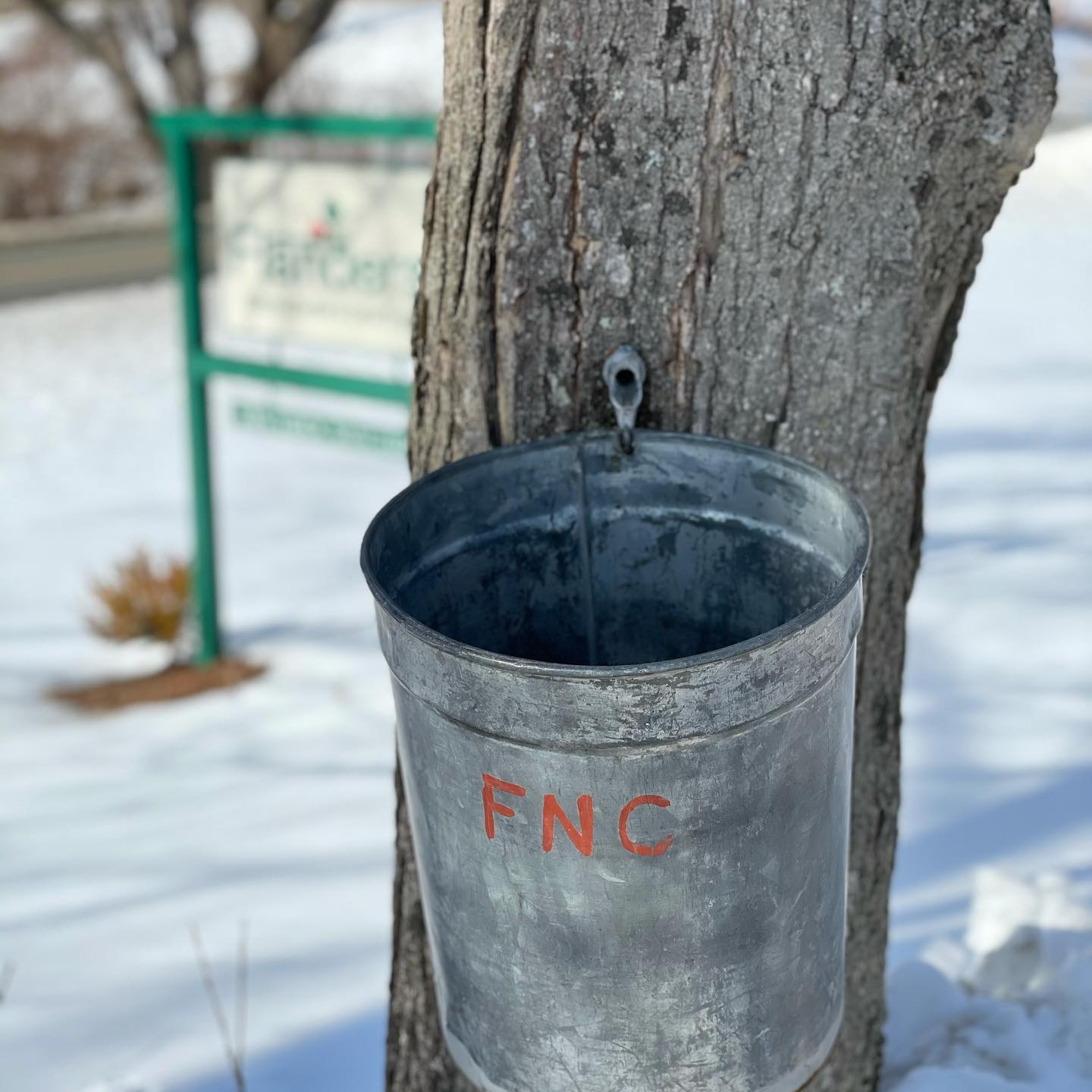 Celebrate Maple Sugaring Season in Connecticut | CTvisit