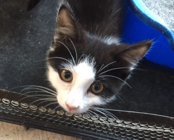 Cat Lovers' Connecticut | CTvisit