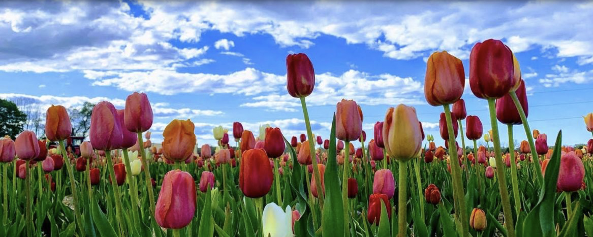 Spring Festivals, Flowers & Family Fun | CTvisit