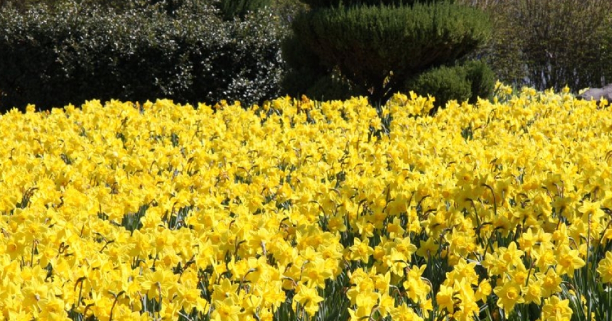 Spring Festivals, Flowers & Family Fun | CTvisit
