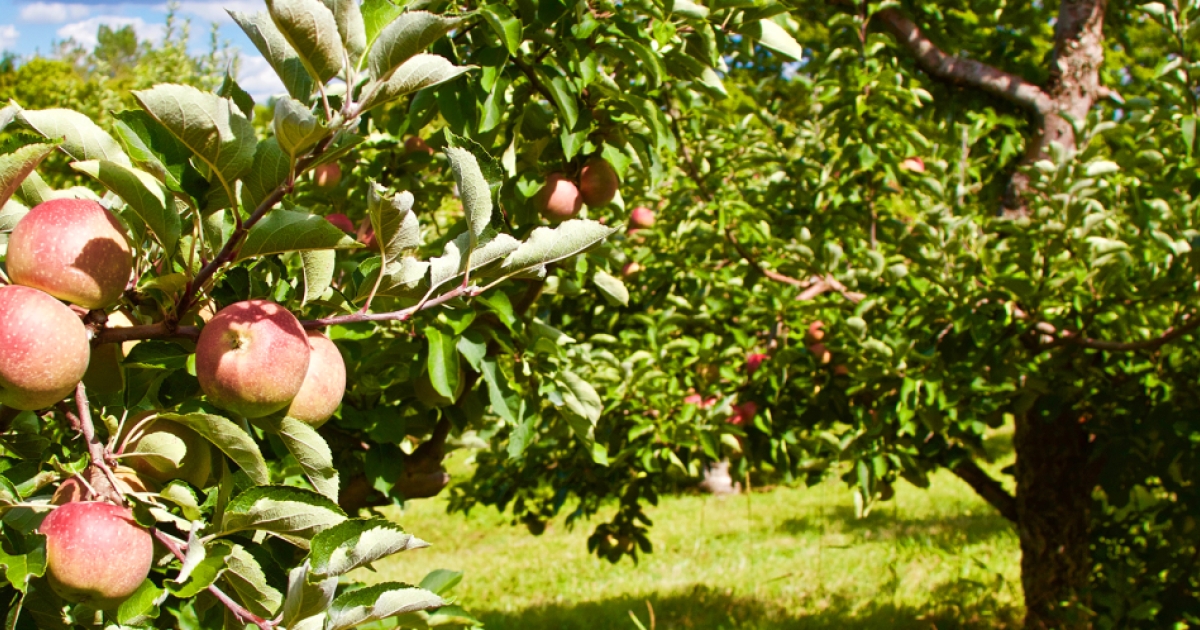 Pick-Your-Own: It’s Apple Season in Connecticut! | CTvisit