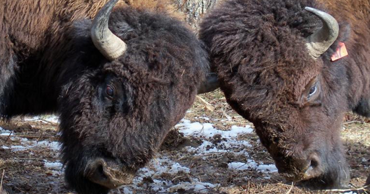 Creamery Brook Bison | CTvisit