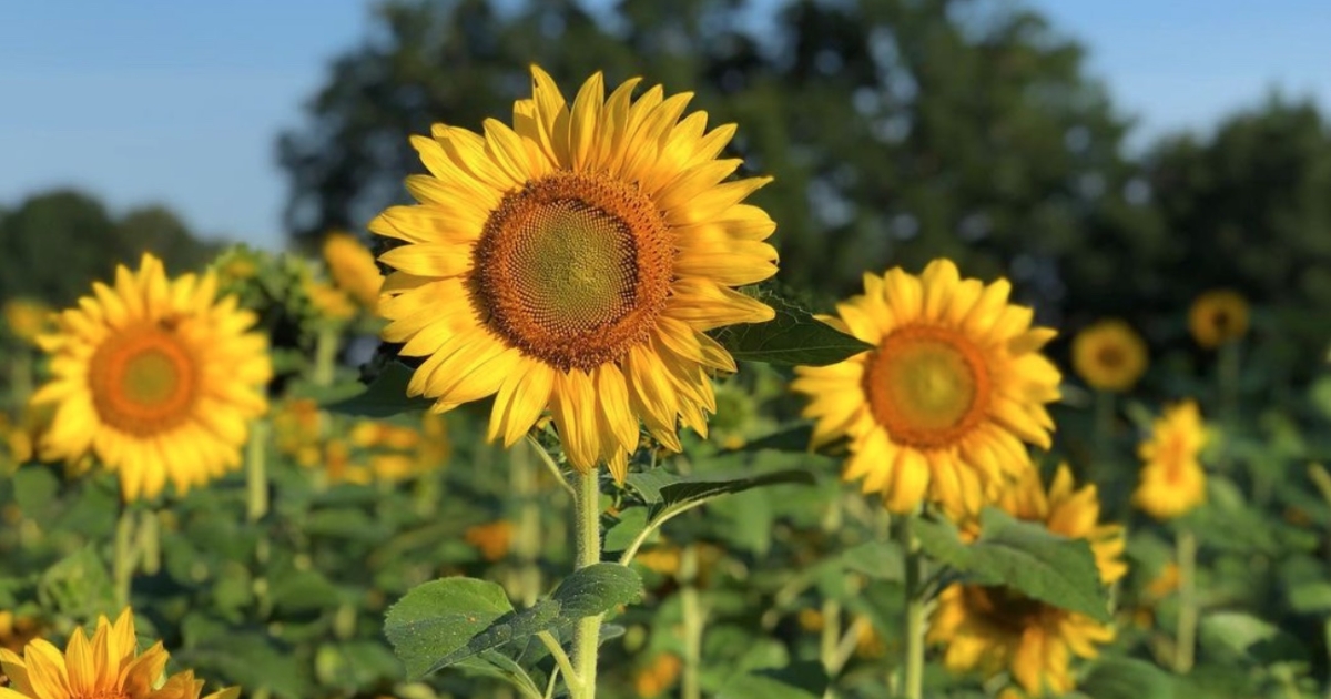 Six Reasons to See Sunflowers For Wishes this Summer at Buttonwood Farm ...