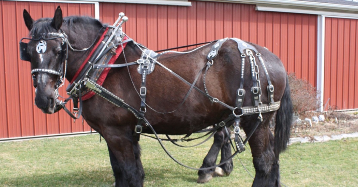 Maple View Farm | CTvisit
