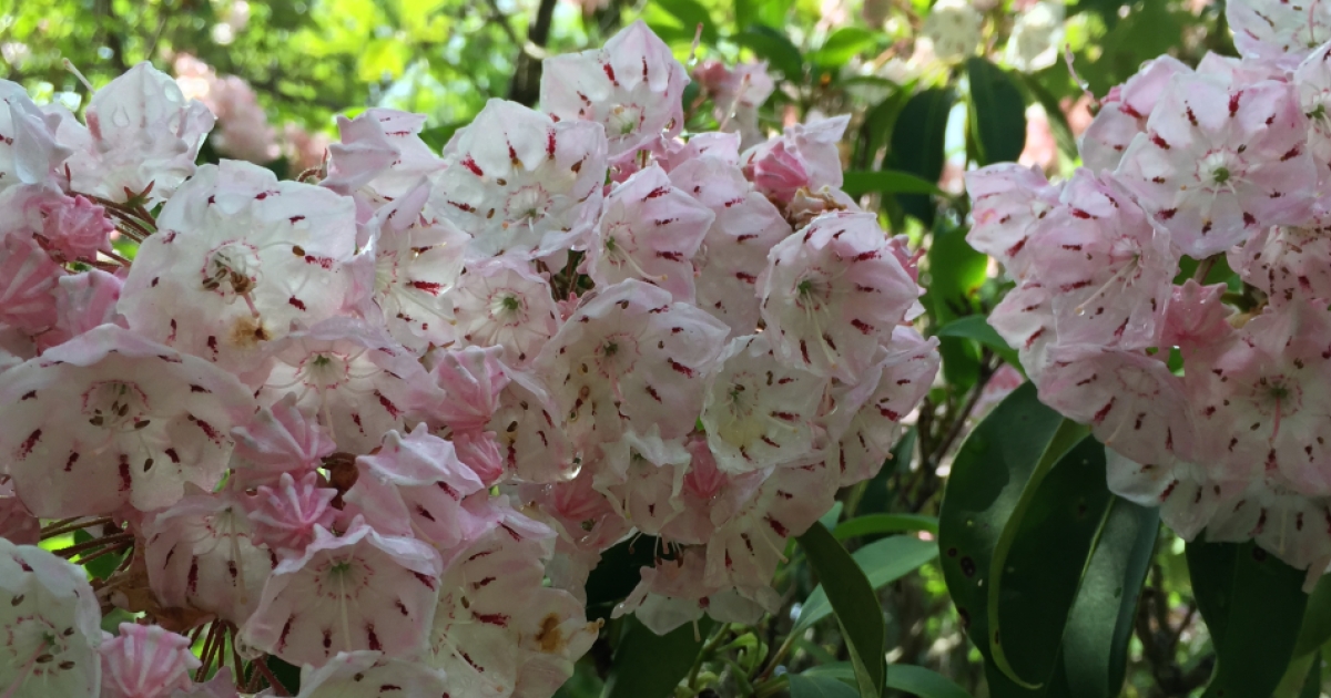 Mount Riga State Park | CTvisit