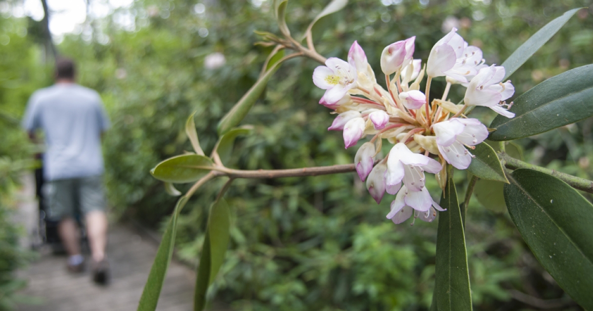 Pachaug State Forest | CTvisit