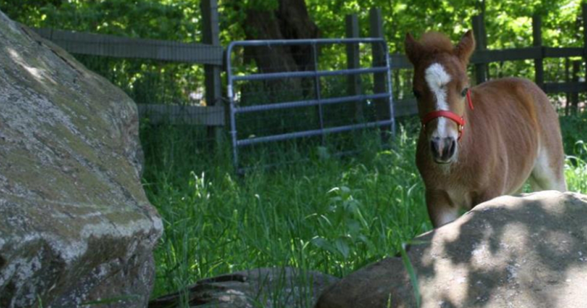 Ray of Light Farm | CTvisit