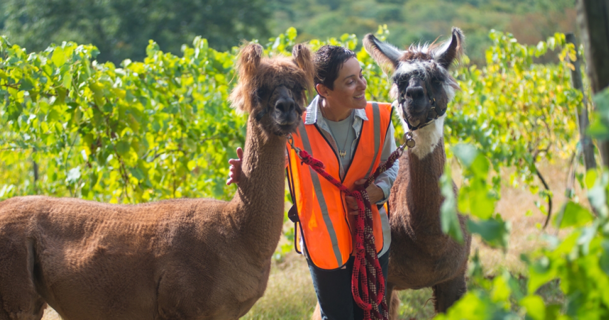 Rowanwood Farm | CTvisit