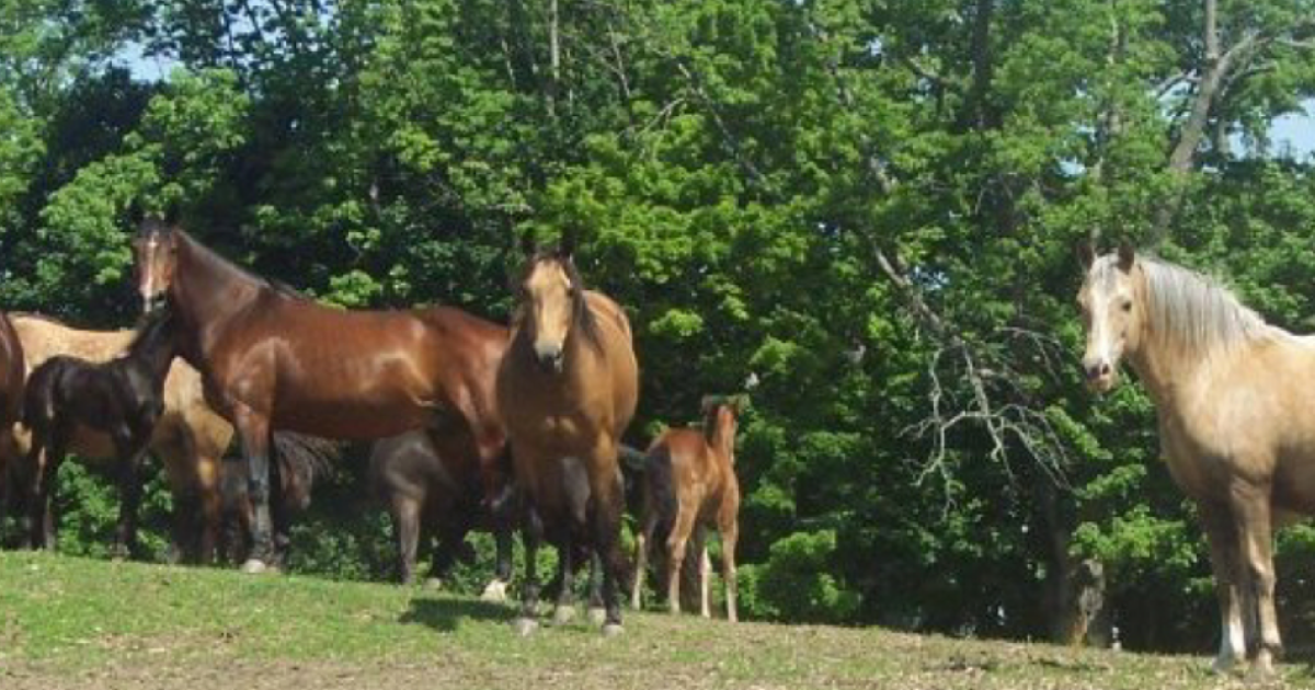 Lee's Riding Stable | CTvisit