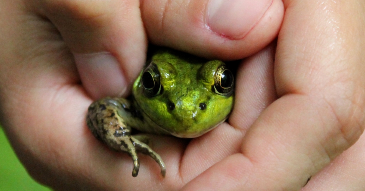 Webb Mountain Discovery Zone | CTvisit