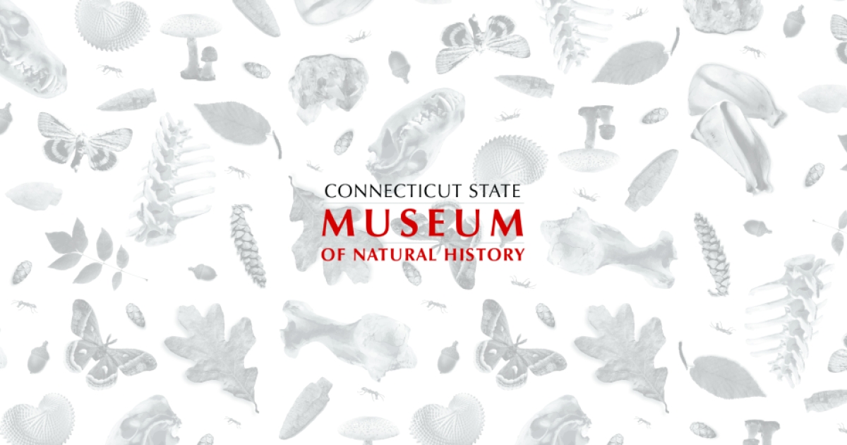 Connecticut State Museum of Natural History | CTvisit
