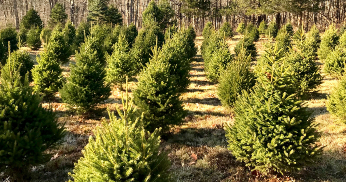 Everett's Corner Tree Farm | CTvisit
