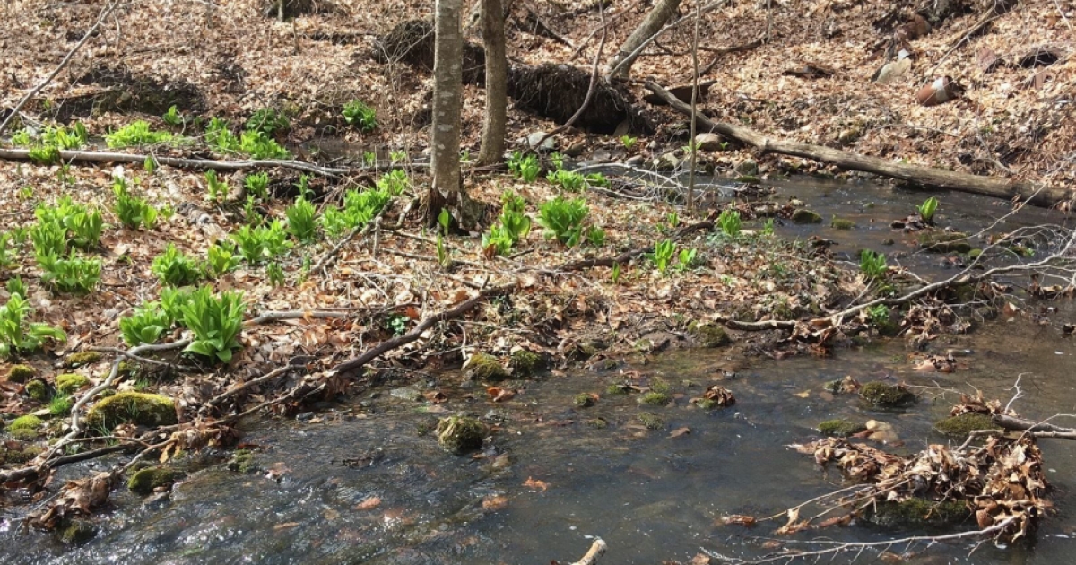 Bittner Park | CTvisit