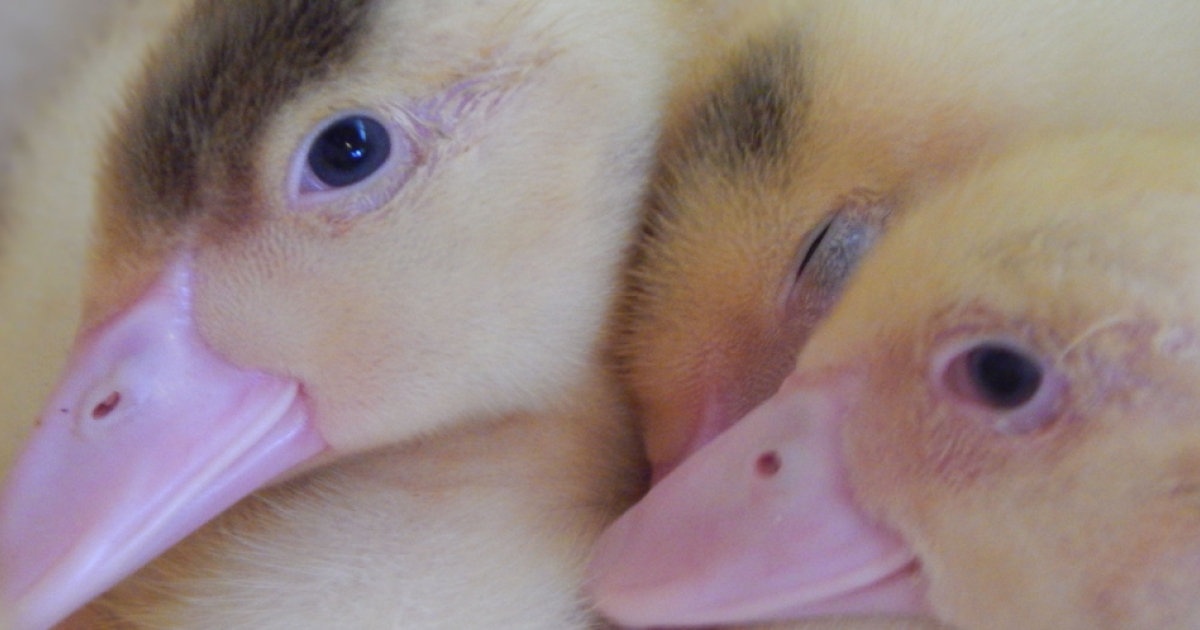 Firefly Farms | CTvisit