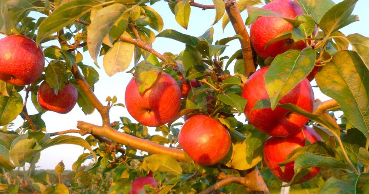 Johnny Appleseed's Farm | CTvisit