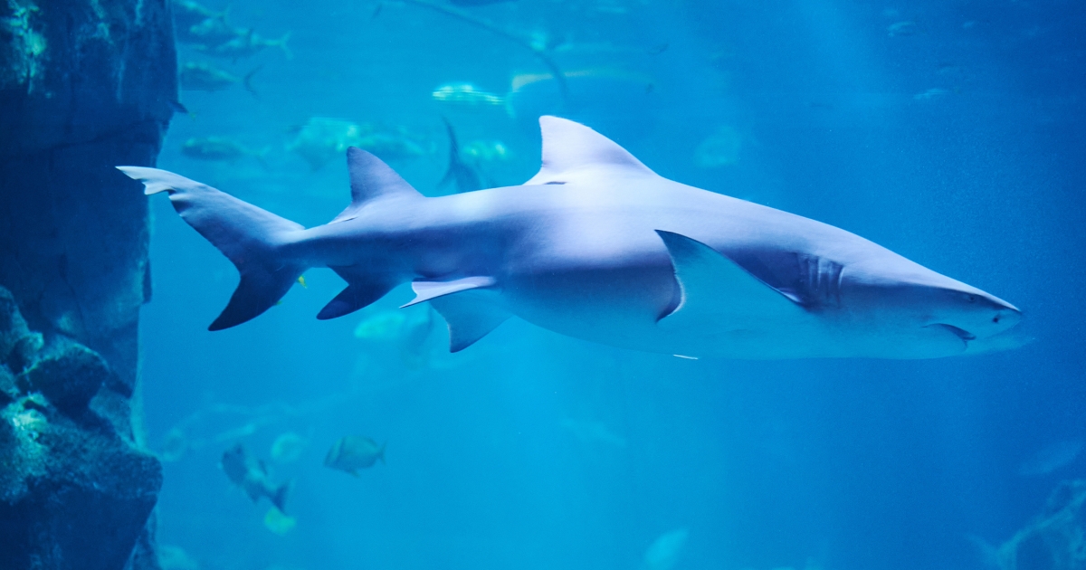 Celebrate Shark Week Year-Round in Connecticut | CTvisit