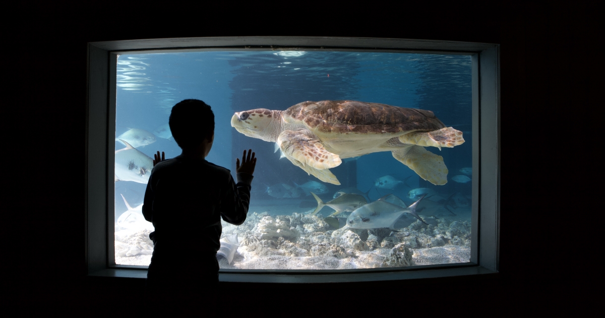 The Maritime Aquarium at Norwalk | CTvisit