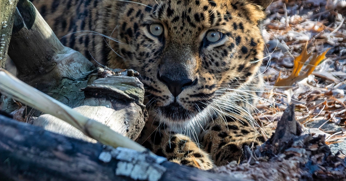 Connecticut's Beardsley Zoo | CTvisit
