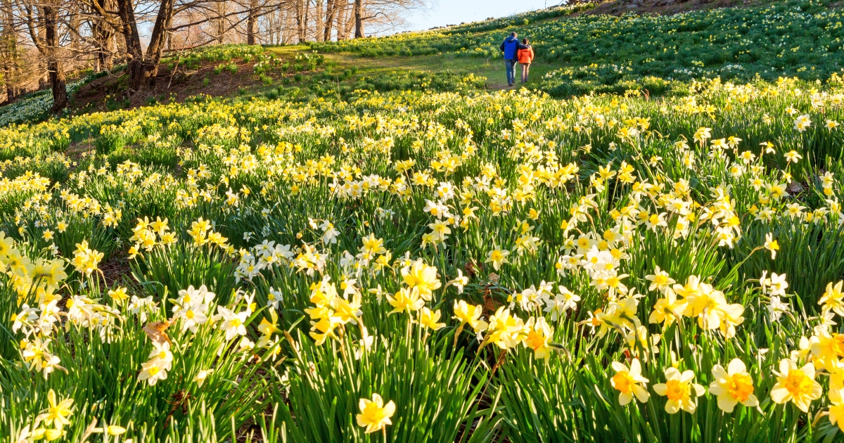 Spring Festivals, Flowers & Family Fun | CTvisit