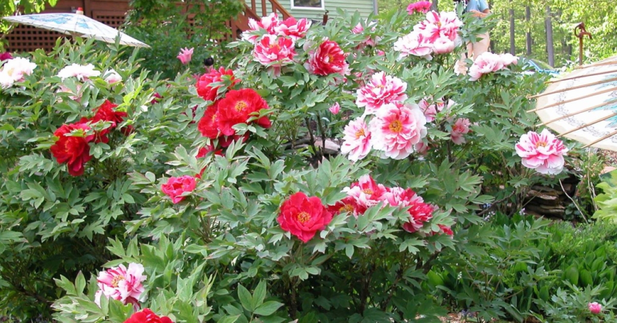 Cricket Hill Garden | CTvisit