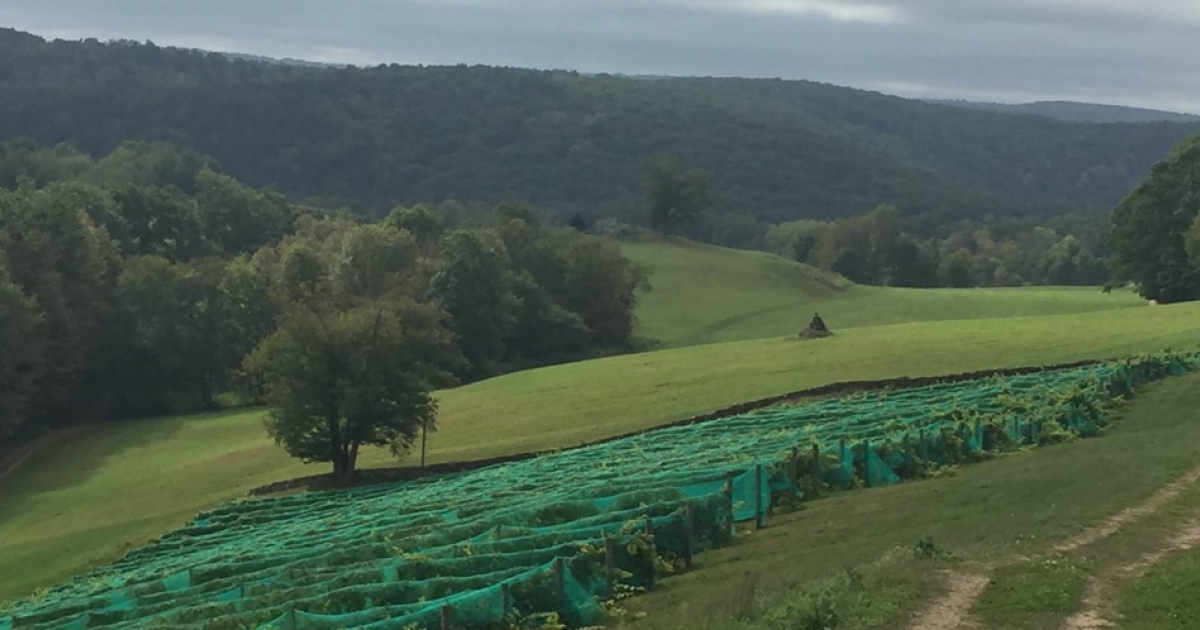 Spring Hill Vineyards | CTvisit