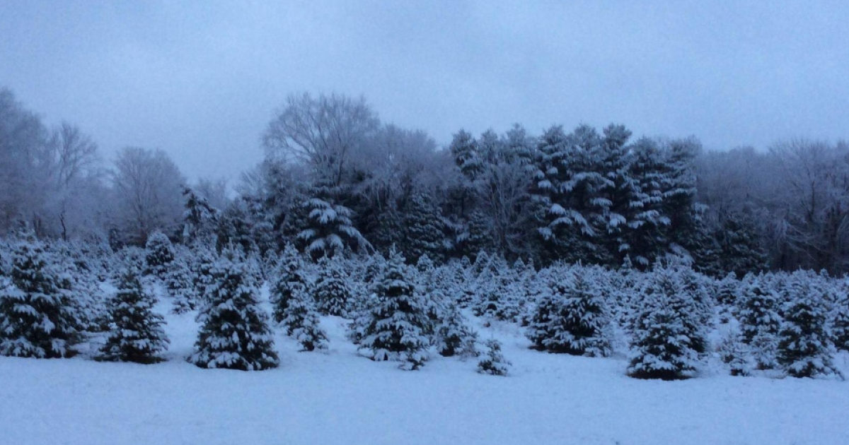 Brinks Christmas Tree Farm | CTvisit