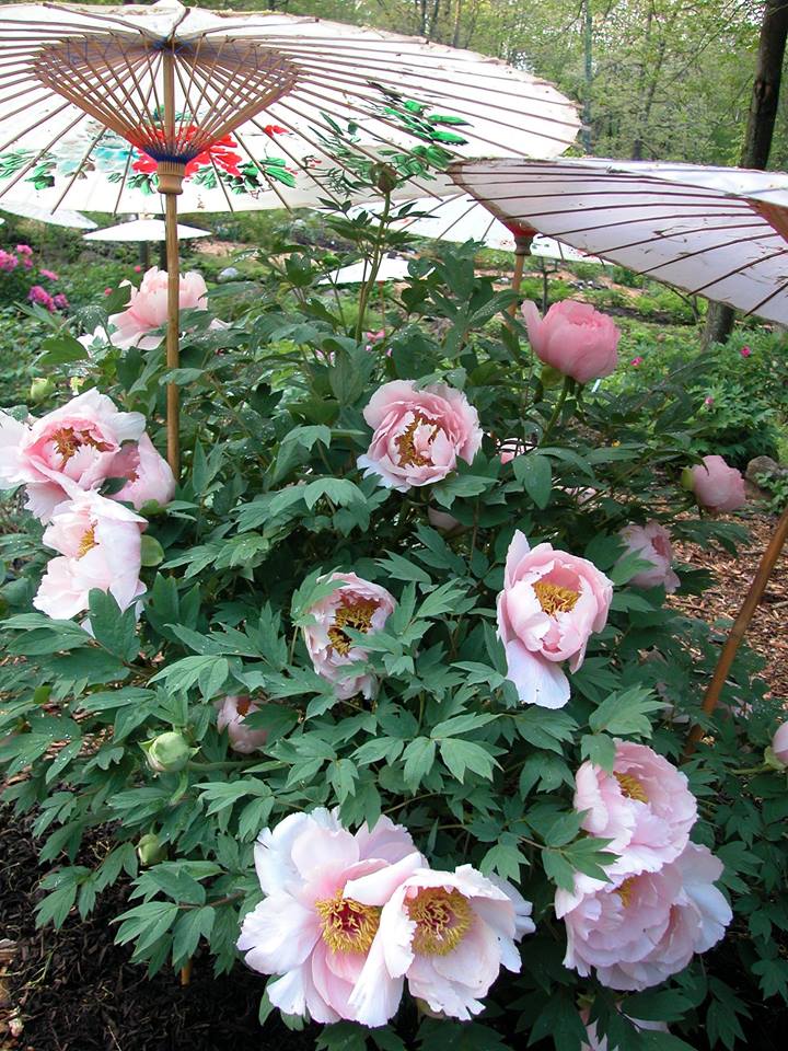 Connecticut's Spring Blossom Finder | CTvisit