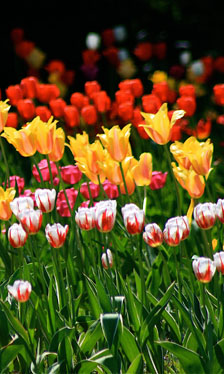 Connecticut's Spring Blossom Finder | CTvisit